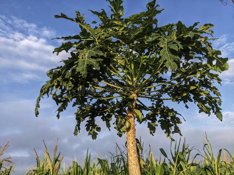 Papaya Tree with Clear Sky Background Stock Image - Image of areas ...