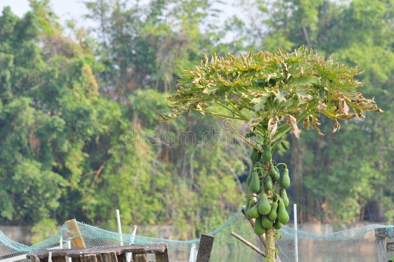 Papaya stock image. Image of country, garden, park, outdoor - 36460013