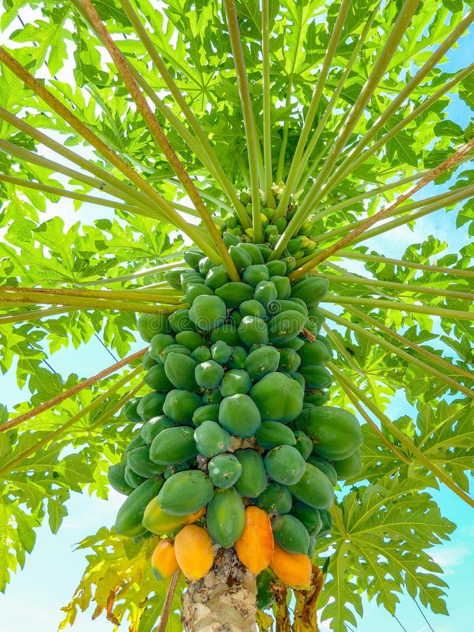 Papaya Tree stock image. Image of papaya, tree, tropical - 49152171