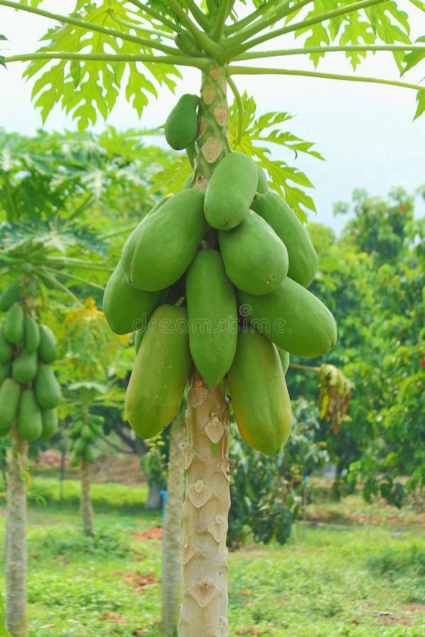 Papaya stock image. Image of environment, asia, ripe - 39642553