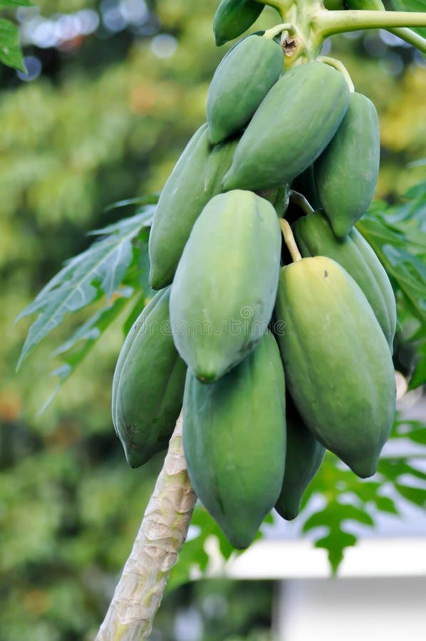 Papaya or papaya tree stock photo. Image of farm, agriculturist - 236151594