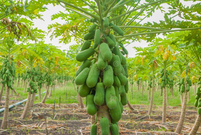 Papaya Tree, Papaya Tree Farm, Papaya Tree Farm from Thailand Country ...