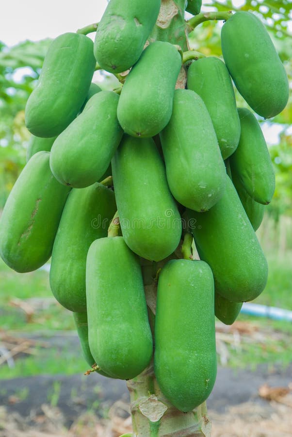 Papaya Tree, Papaya Tree Farm, Papaya Tree Farm from Thailand Country ...