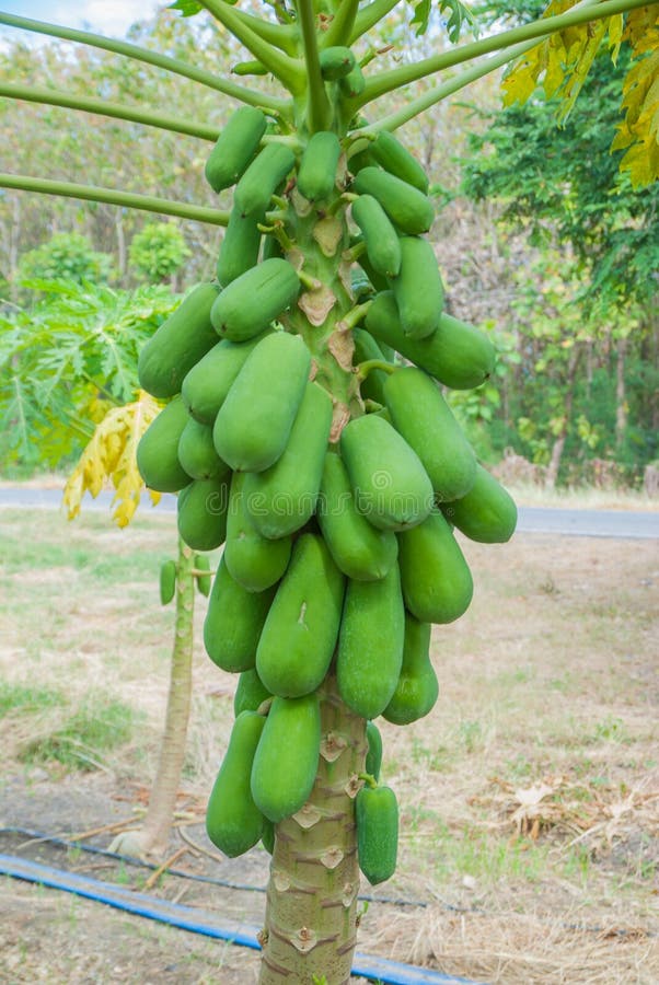 Papaya Tree, Papaya Tree Farm, Papaya Tree Farm from Thailand Country ...