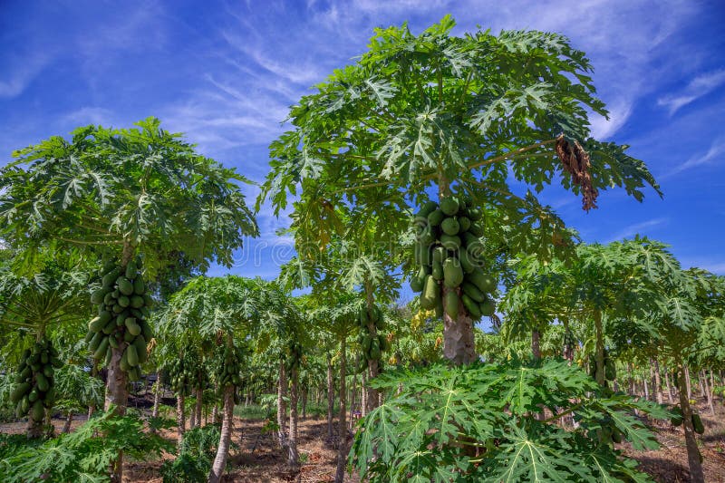 Papaya tree. stock image. Image of nature, plant, spring - 300979979