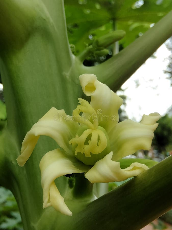 When the Papaya Tree Flowers To Become a Papaya Fruit Stock Photo ...