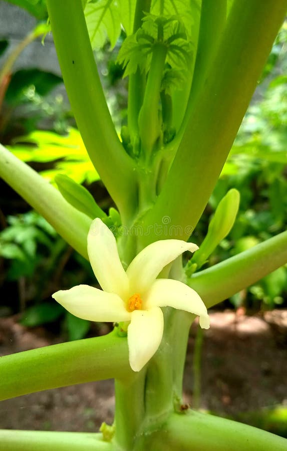 The Papaya Tree Flowers are White and the Stems are Green Stock Image ...
