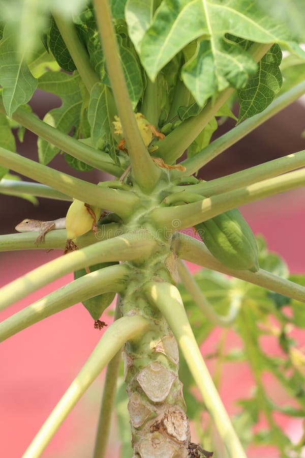 Papaya Tree Trunk stock photo. Image of mineral, tropical - 33185164