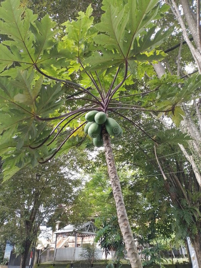 Papaya tree stock photo. Image of food, tree, papaya - 262228310