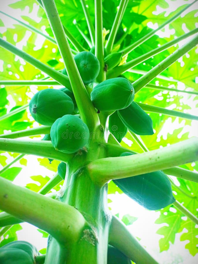 Papaya tree and fruit stock image. Image of papaya, tree - 197760353