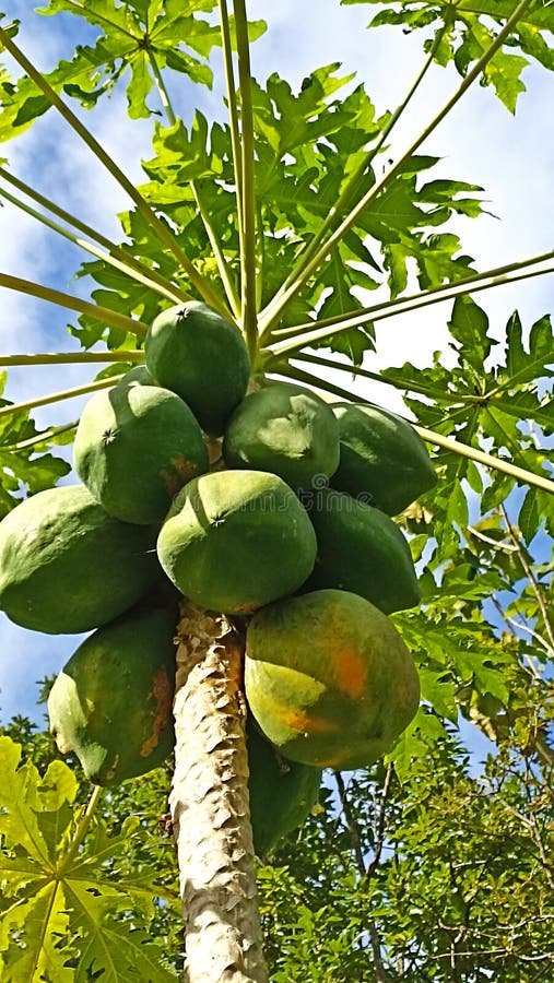 Papaya Tree Fruit is Dense and Round Stock Image - Image of tree, dense ...