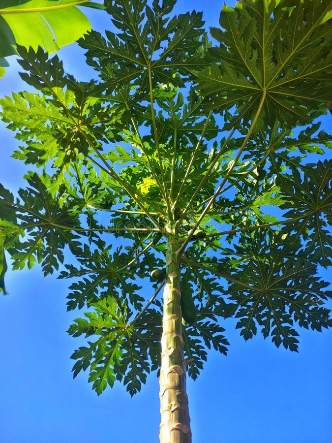 Papaya tree fruit stock image. Image of leaf, papaya - 393469405