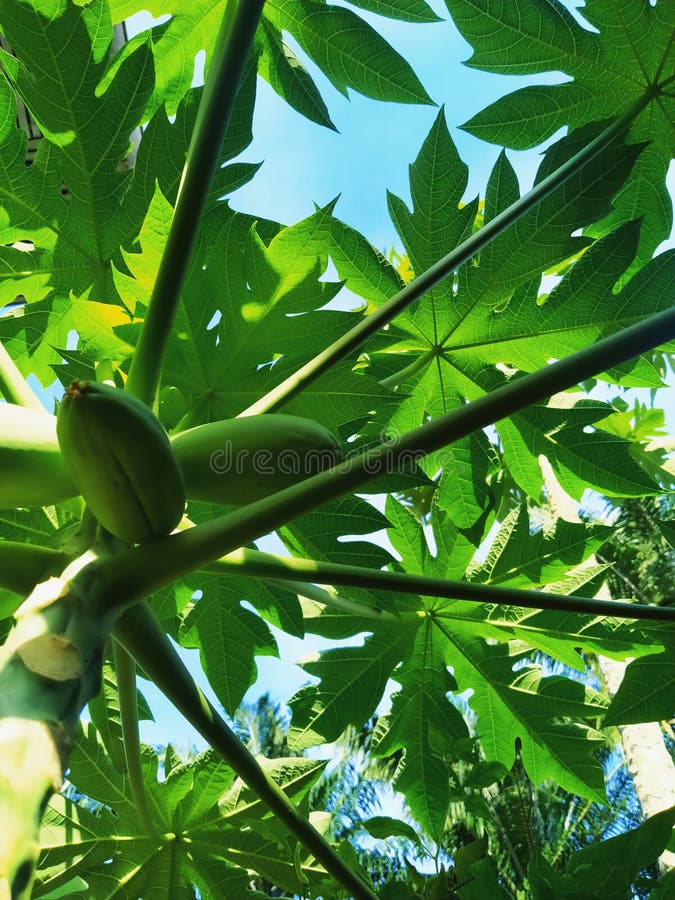 Papaya tree is fruiting stock photo. Image of food, farm - 254099438