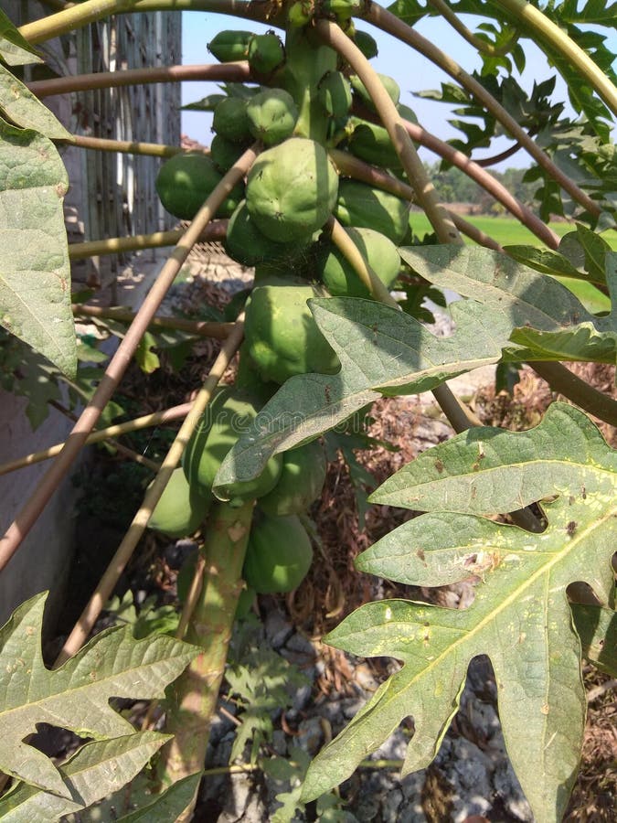 Papaya tree stock image. Image of papaya, full, sizes - 137456813