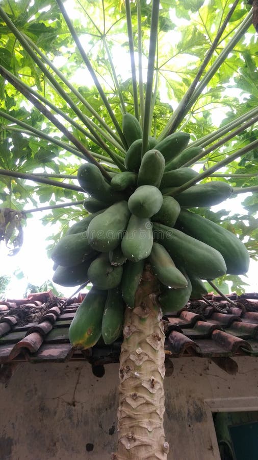 Papaya Tree Full of Fruits stock image. Image of leaf - 244163591