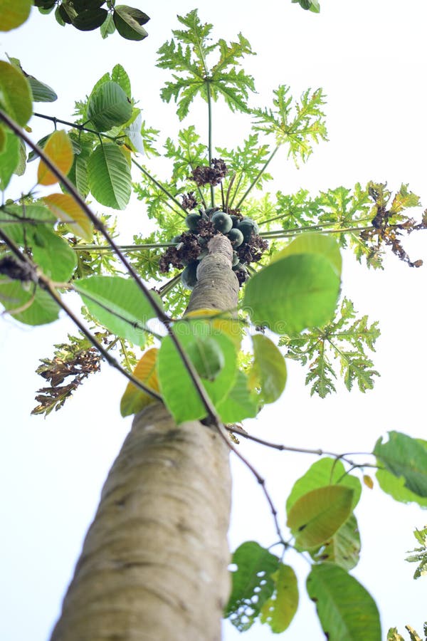 Papaya Tree Full with Papaya Picture Taken from Bottom of the Tree ...
