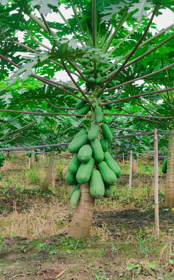 Papaya tree stock image. Image of food, garden, healthy - 59388591