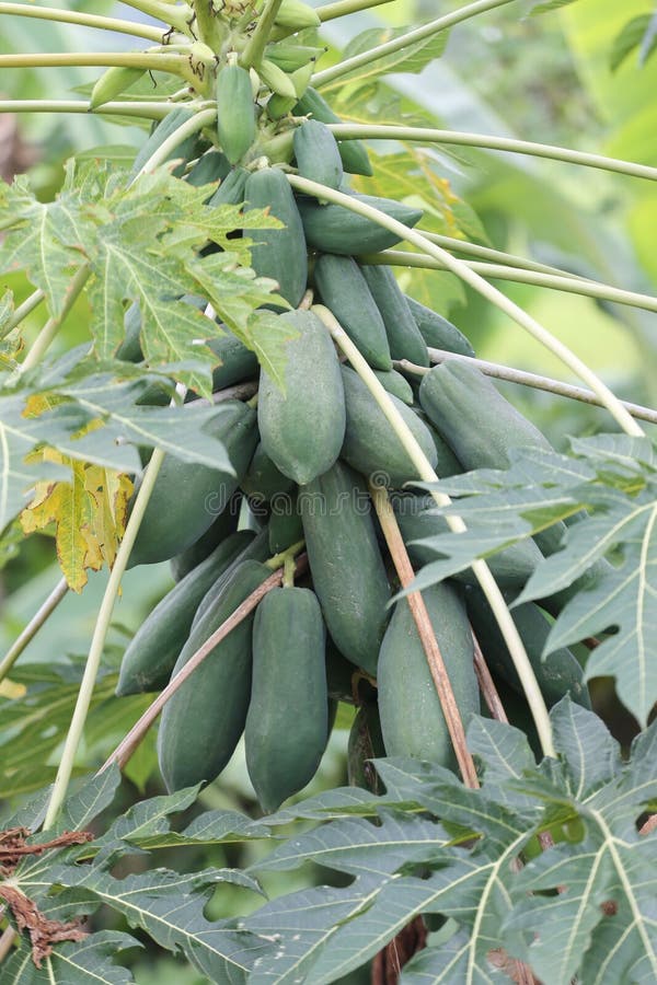 Papaya Tree in the Gardens of the Farmers. Stock Image - Image of ...