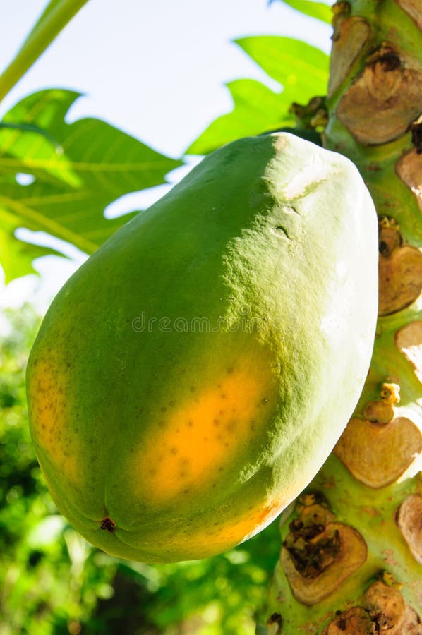Golden Papaya Fruit on Tree. Stock Image - Image of natural, mineral ...