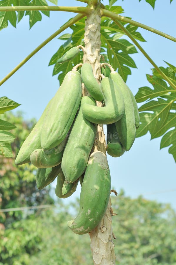 Papaya tree stock photo. Image of health, ripe, nature - 36639826