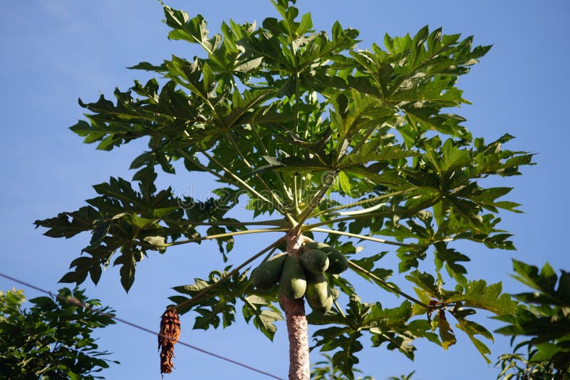 Papaya Tree with Green Fruits Under Blue Sk Stock Image - Image of ...