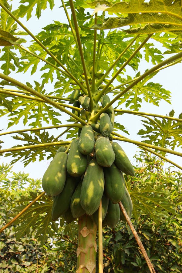 190 Papayas Trunk Papaya Tree Stock Photos - Free & Royalty-Free Stock ...