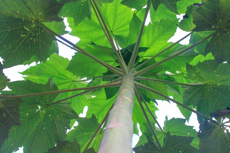 Papaya tree. stock photo. Image of leaf, environmental - 39241104