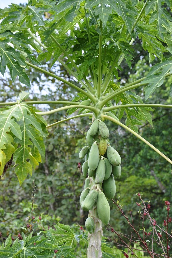 Papaya Tree Growing with Fruit Stock Photo - Image of crop, plant ...