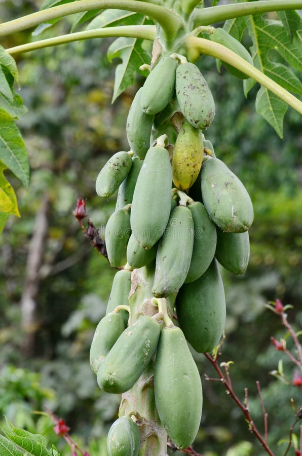 Papaya Tree Growing with Fruit Stock Photo - Image of america, leaf ...