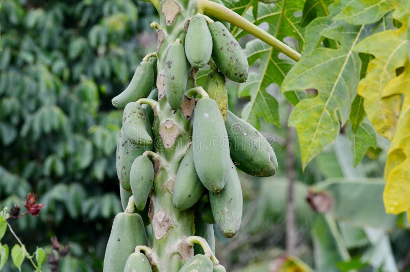 Papaya Tree Growing with Fruit Stock Image - Image of pawpaw, natural ...