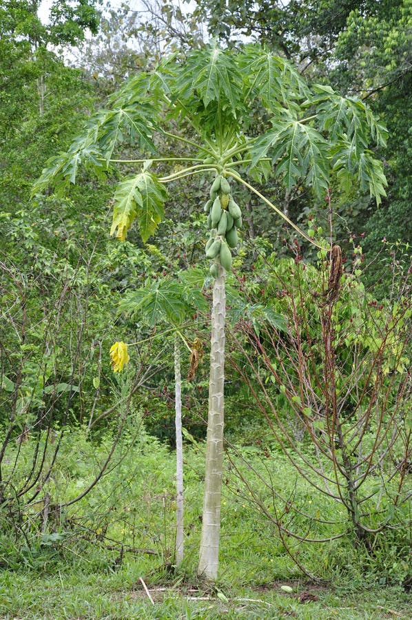 Papaya Tree Growing with Fruit Stock Photo - Image of costa, food ...