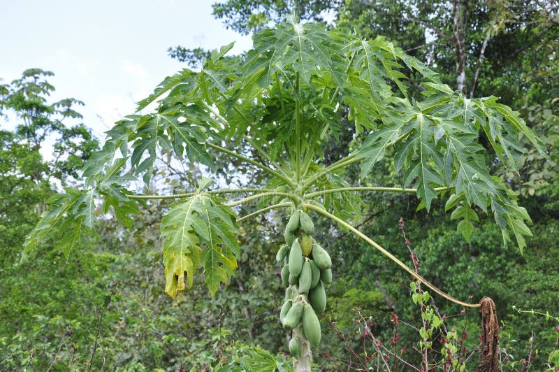 Papaya Tree Growing with Fruit Stock Photo - Image of costa, america ...