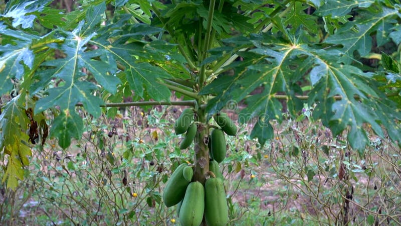 Papaya Tree Growing in Vegetable Farm Giving Out Batch of Fruits Stock ... Papaya Tree Growing in Vegetable Farm Giving Out Batch of Fruits Stock ...