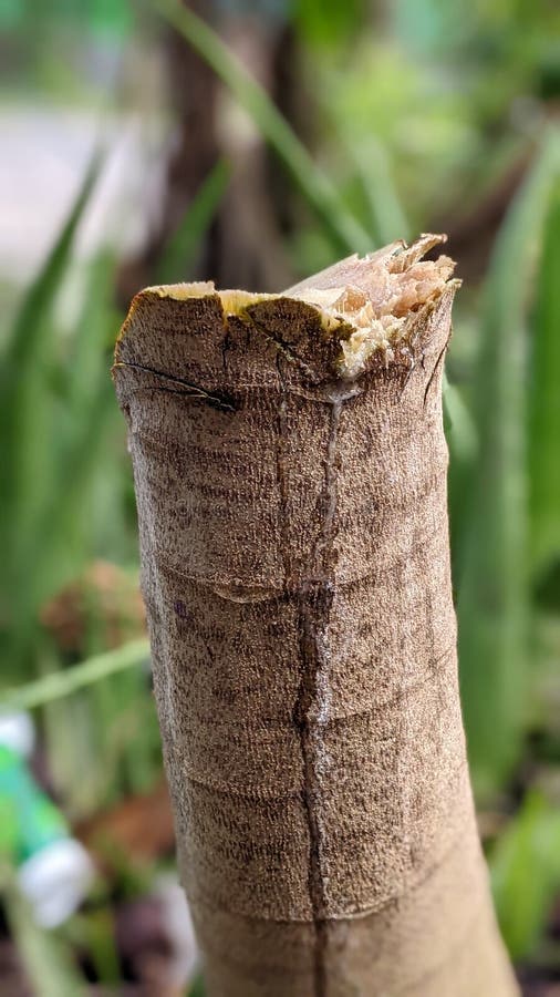 Papaya Tree Has Just Been Cut Down Stock Photo - Image of tree ...