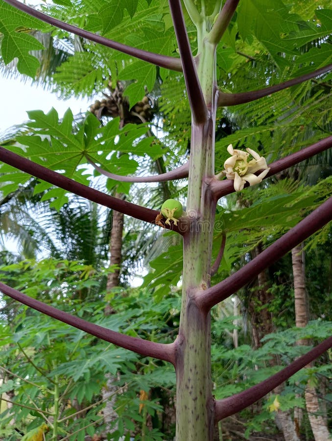 A Papaya Tree that Has Just Bloomed Stock Photo - Image of bloomed ...