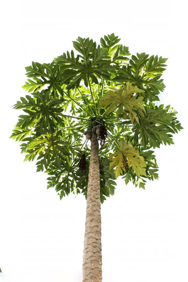 Papaya tree stock image. Image of health, agriculture - 97132615