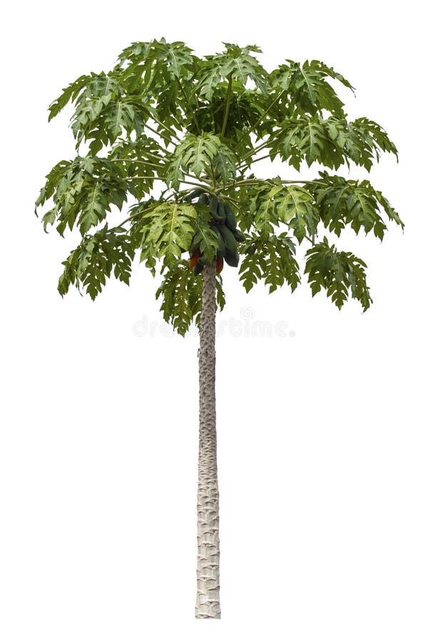 2,145 Papaya Tree Isolated Stock Photos - Free & Royalty-Free Stock ...