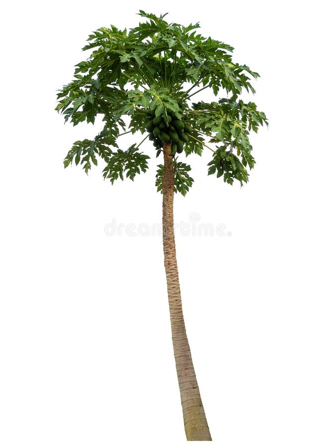 Papaya Tree Isolated on White Background. Stock Photo - Image of juice ...