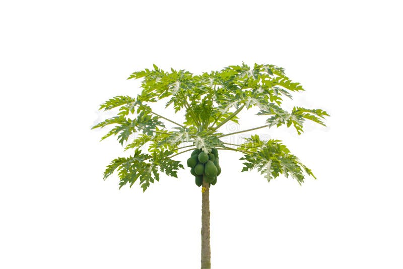 2,145 Papaya Tree Isolated Stock Photos - Free & Royalty-Free Stock ...