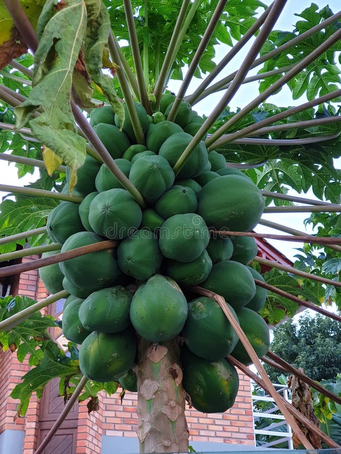 Papaya on the tree stock photo. Image of bush, palm - 383085708