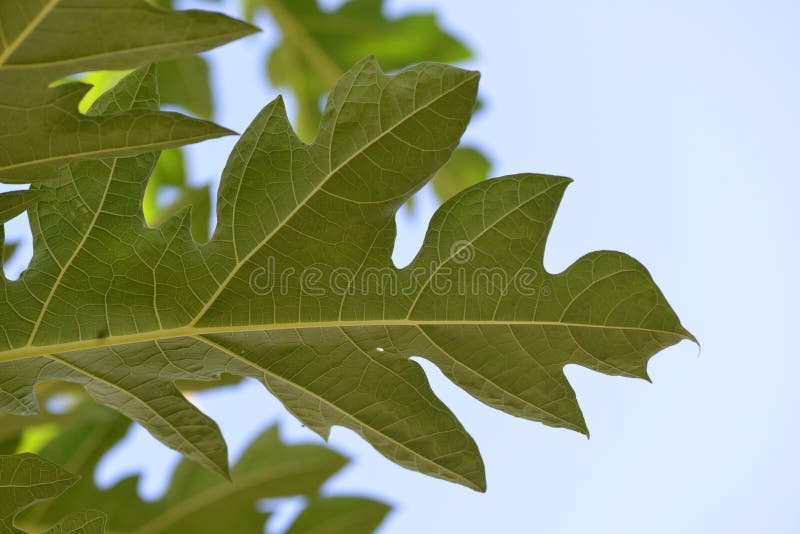 Papaya tree leaf stock image. Image of fruit, plant - 236681489