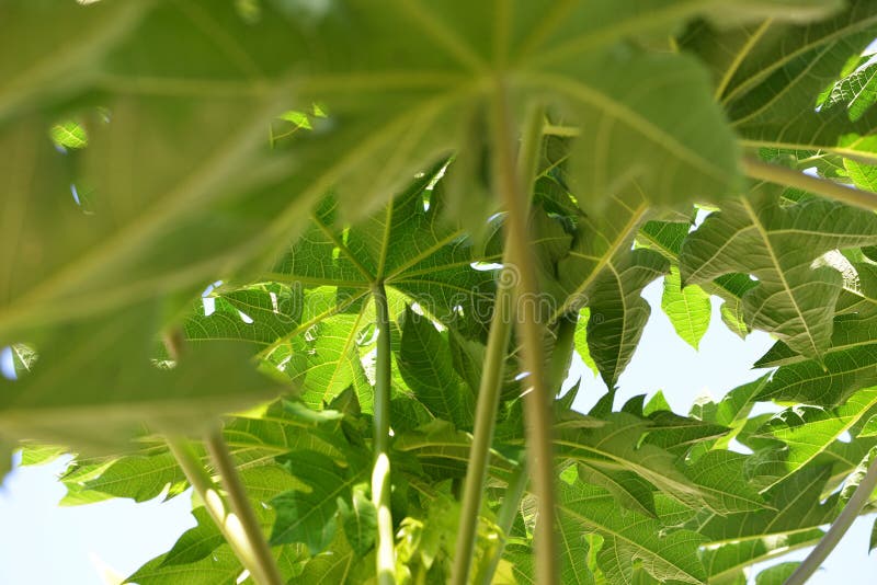 Papaya tree leaves stock photo. Image of tree, nature - 236685924