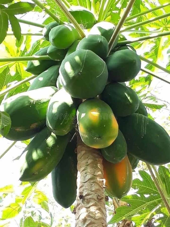 Papaya, Papaya Tree, Papaya Leaves, Ripe Papaya, Green Papaya Stock ...