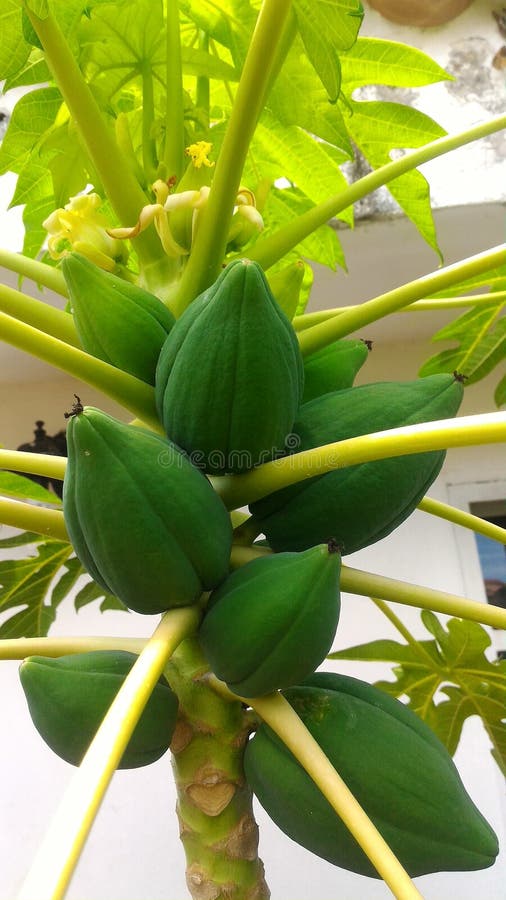 Papaya tree lechoza stock image. Image of fruit, green - 188225883