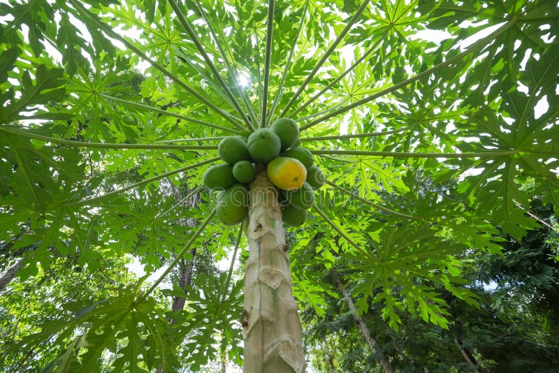 Ripe papaya fruit on tree stock photo. Image of nutritious - 11038124