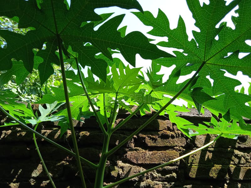 Papaya tree at mid of day stock photo. Image of soil - 246453786