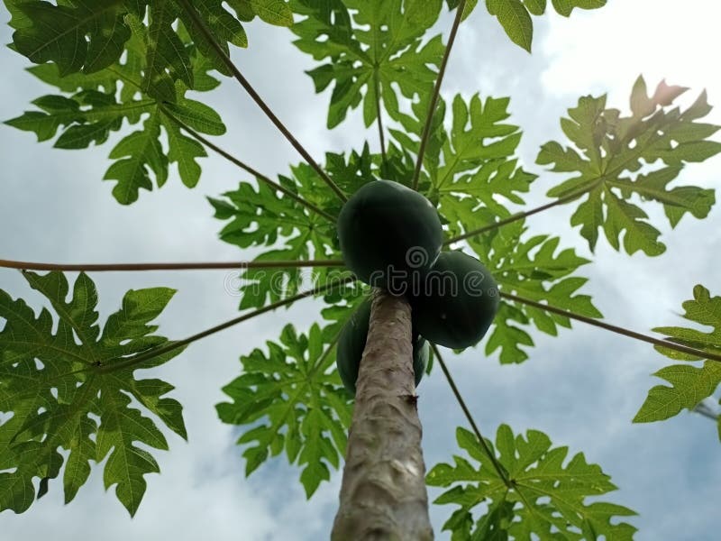 Papaya tree in the morning stock image. Image of garden - 258090171