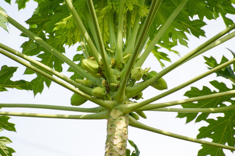 Dry papaya bark tree stock image. Image of background - 74395469