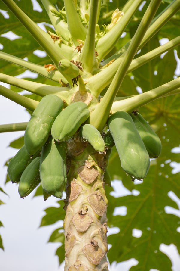 Dry papaya bark tree stock image. Image of background - 74395469