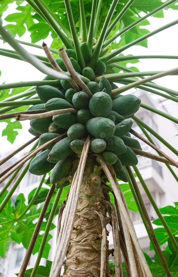 Adan Fruit stock image. Image of sand, japan, sandy, adan - 35059105